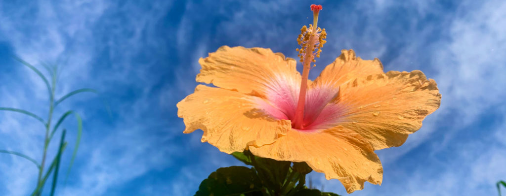 Welcome to Sundari - Sundari Farm & Gardens